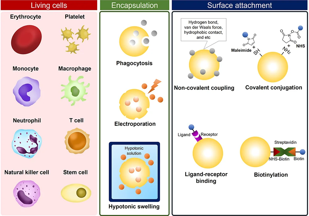 cell-based drug delivery systems